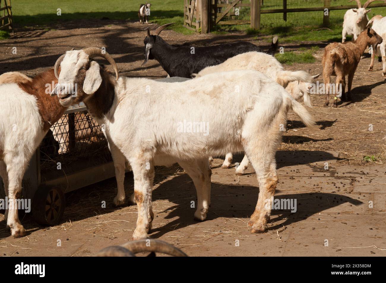 Staring at goats hi-res stock photography and images - Alamy