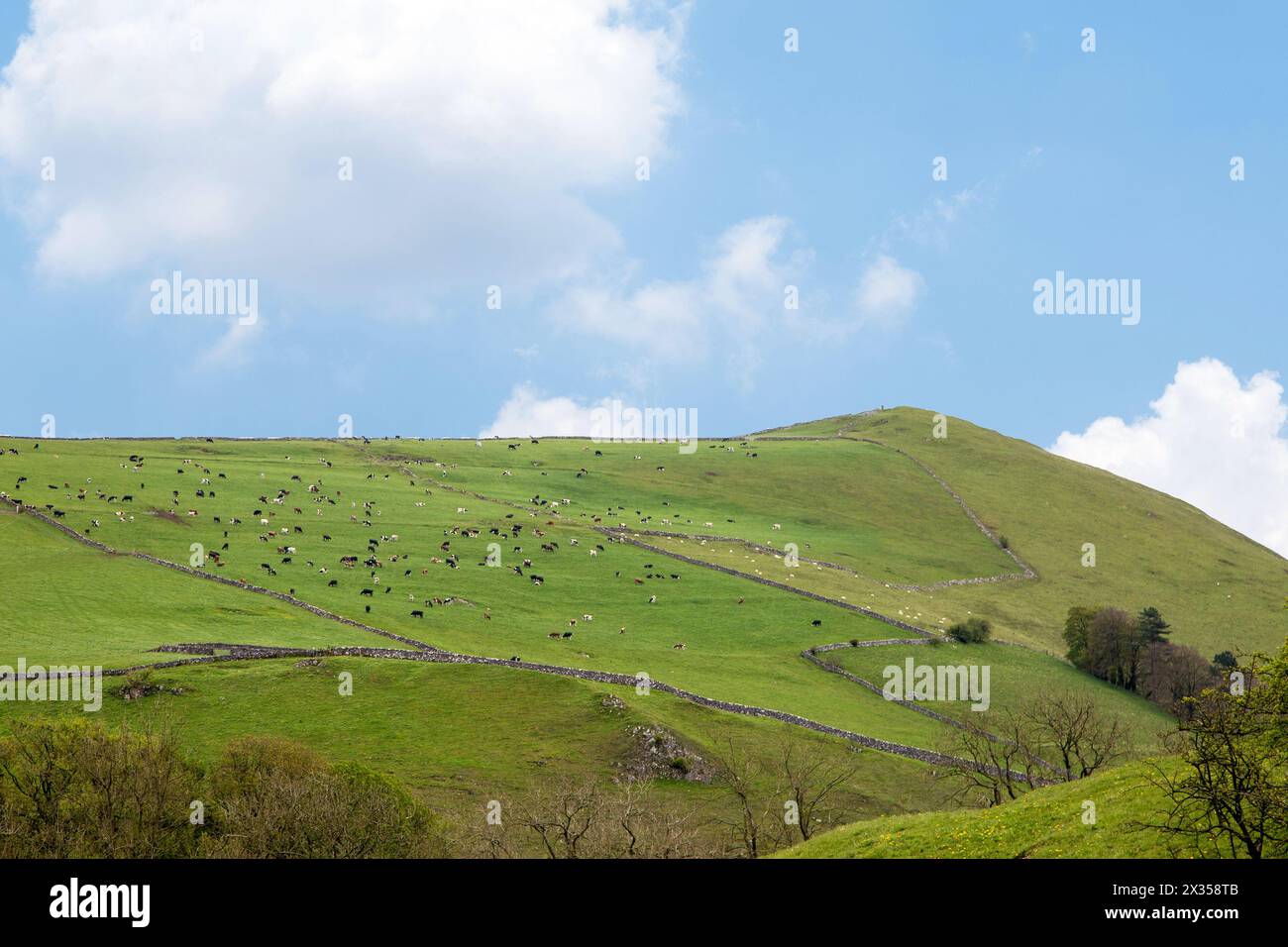 Cows, cattle, grazing on hillside fields in the English Peak District ...