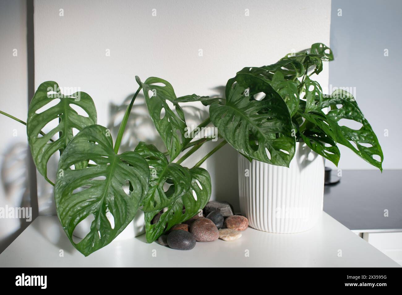 Close up of beautiful split-leaf philodendron in a domestic kitchen. Monstera deliciosa, the ...