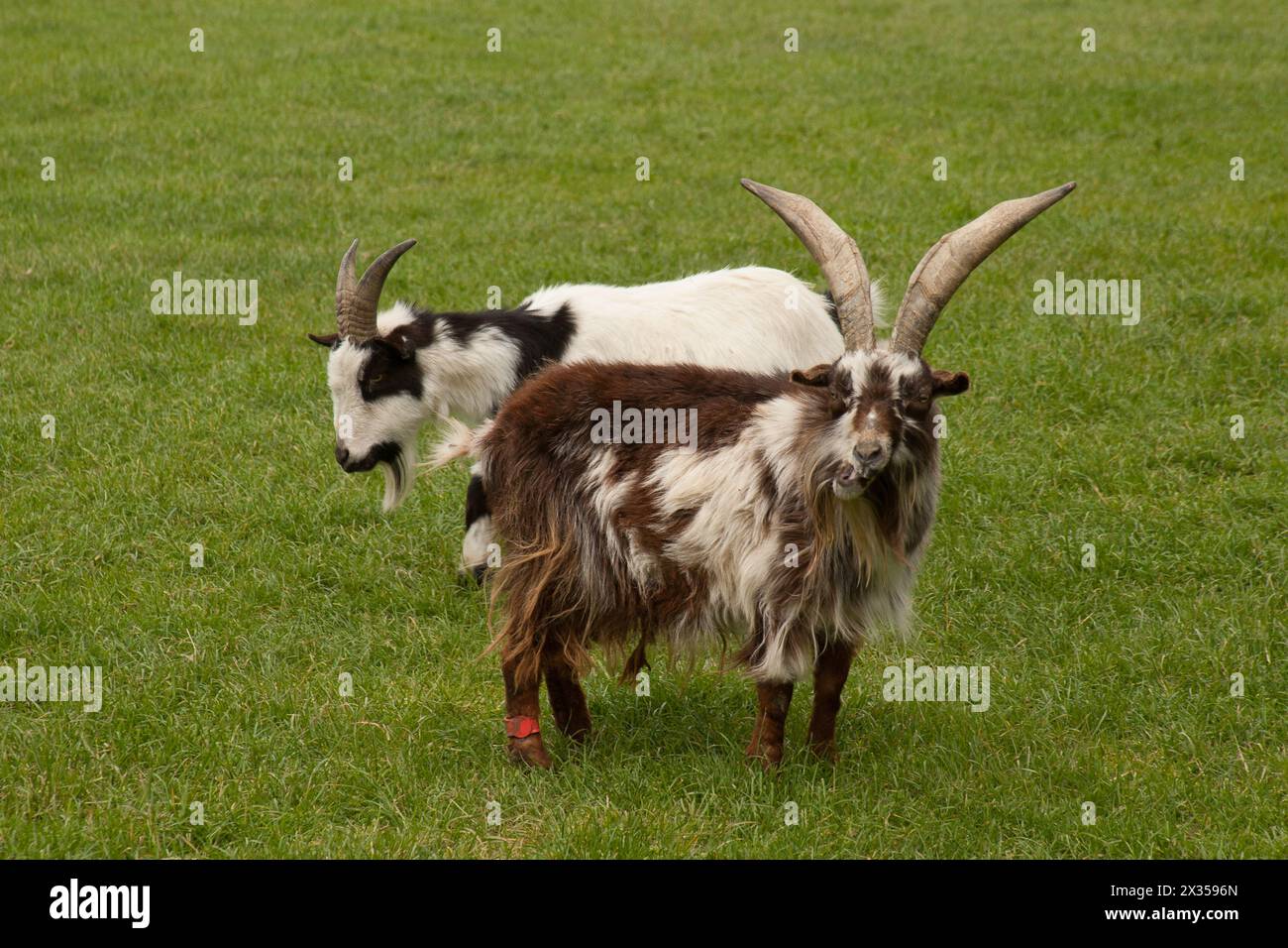 Staring at goats hi-res stock photography and images - Alamy