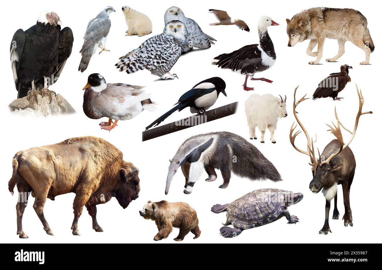 set of north american animals isolated Stock Photo - Alamy