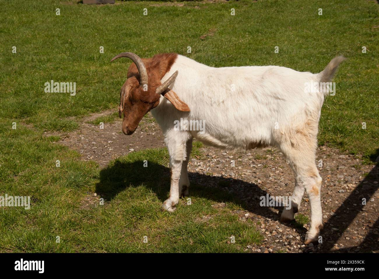 Boer goat milk hi-res stock photography and images - Alamy