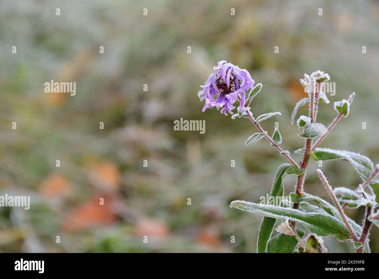 Purple flowers affected by low temperature. Frost on a purple flower on ...