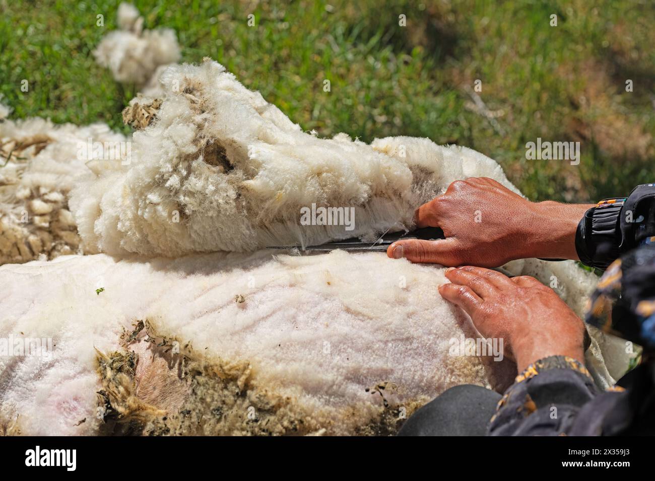 Shearing claw hi-res stock photography and images - Alamy