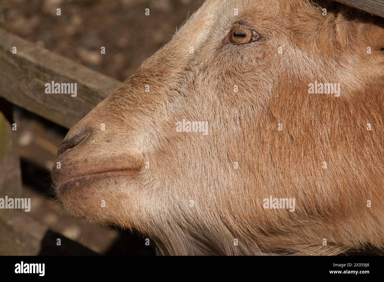 Boer goat milk hi-res stock photography and images - Alamy