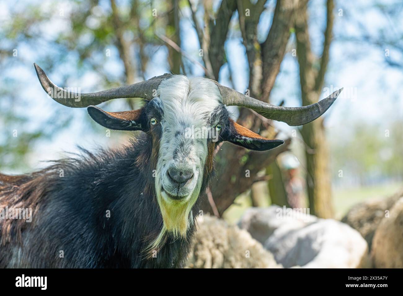 White goat with spiral horns hi-res stock photography and images - Alamy