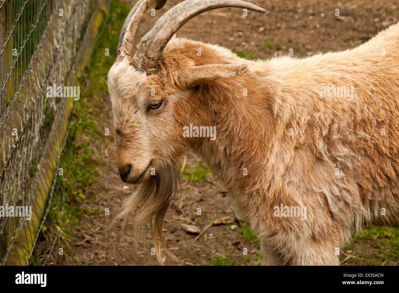Staring at goats hi-res stock photography and images - Alamy
