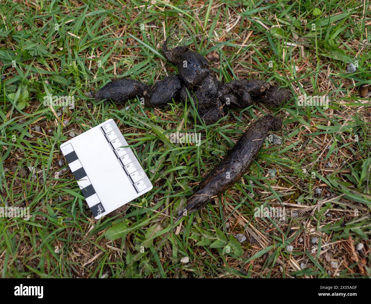 Wolf scat hi-res stock photography and images - Alamy