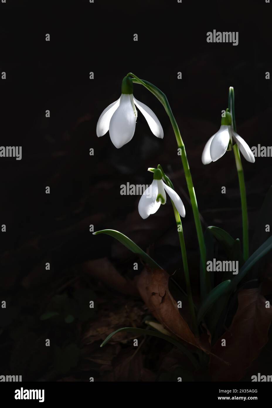 Three snowdrops (Galanthus) with fallen leaves in a dark forest, copy ...
