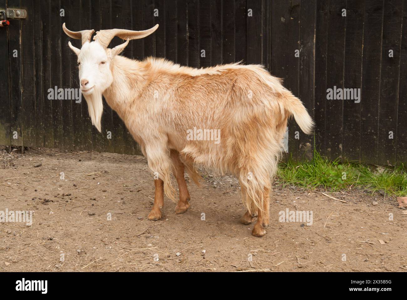 Staring at goats hi-res stock photography and images - Alamy