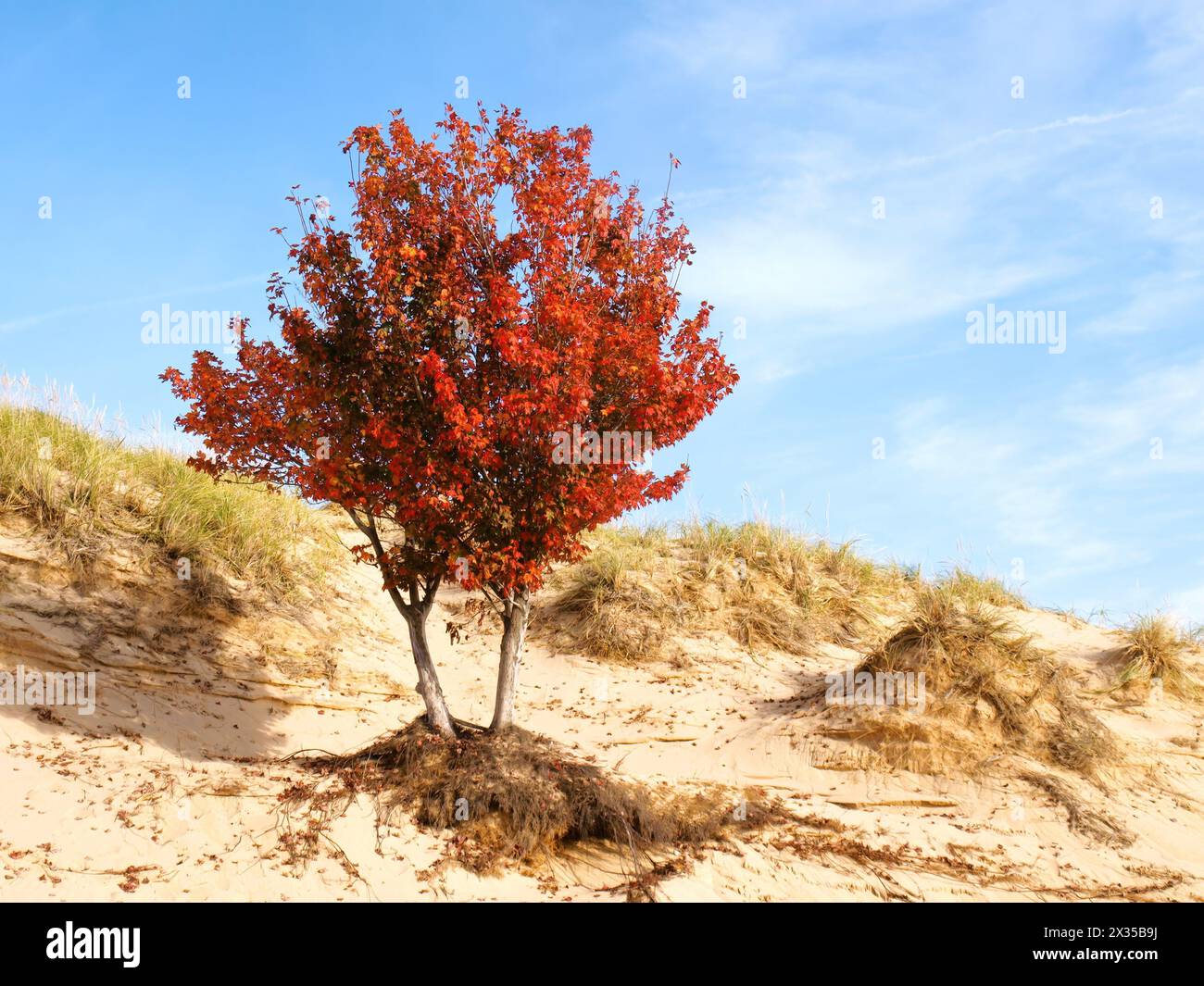 Red tree, sand dunes, and green dune grass Stock Photo - Alamy