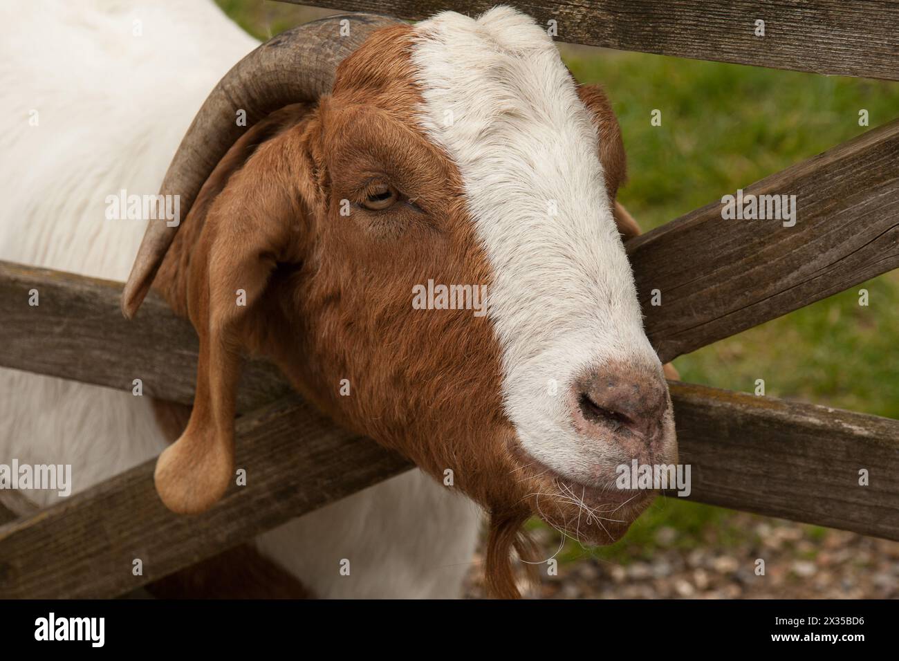 Staring at goats hi-res stock photography and images - Alamy