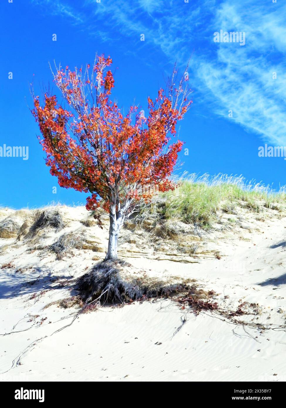 Red autumn tree and sand dunes at Silver Lake State Park, Mears ...
