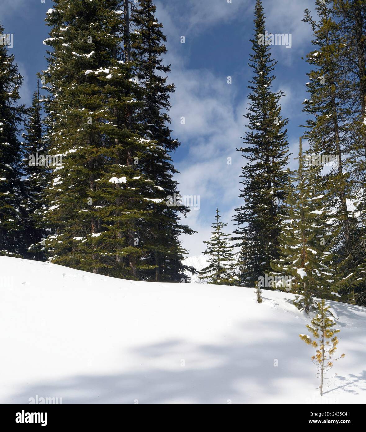 Usque hi-res stock photography and images - Alamy