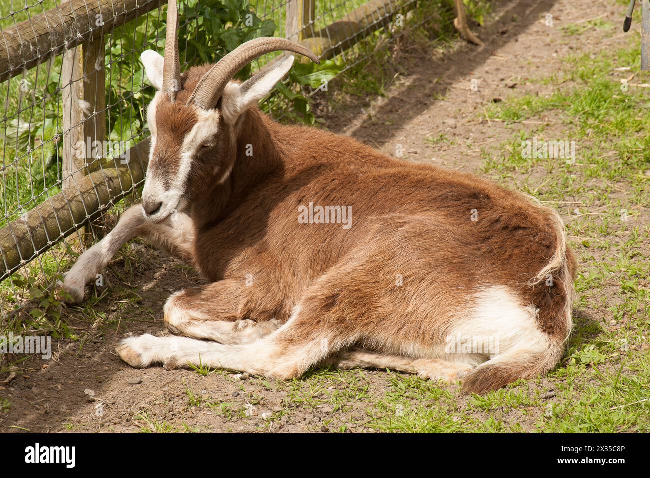 Lying goats hi-res stock photography and images - Alamy