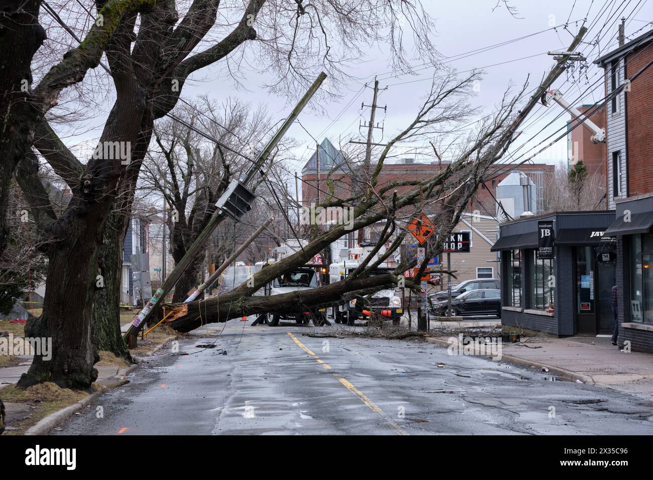 Halifax, Nova Scotia. March 24, 2024. Large fallen tree blocking North ...