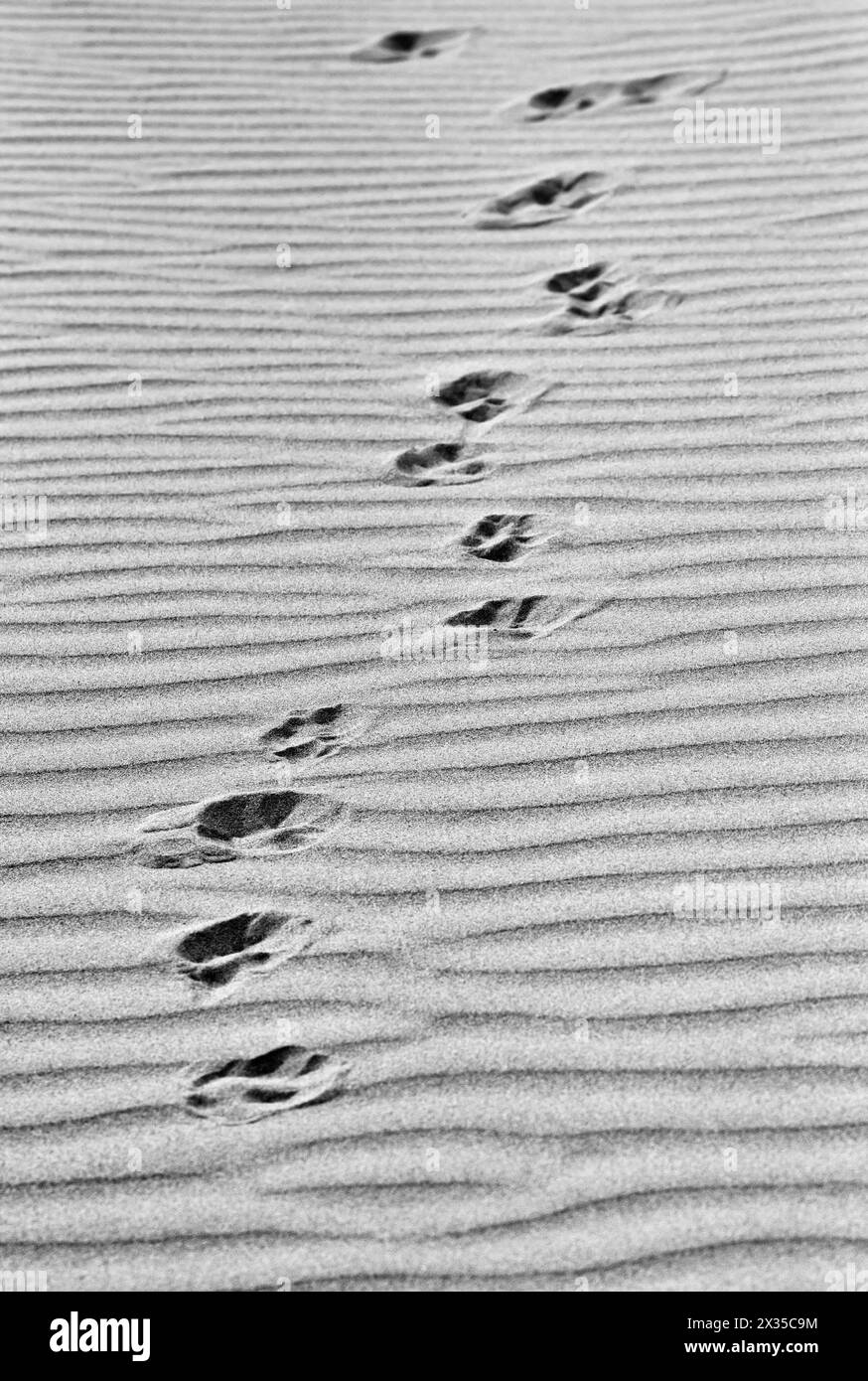 Italy, Sicily, southern coastline, dog footprints on the beach sand ...