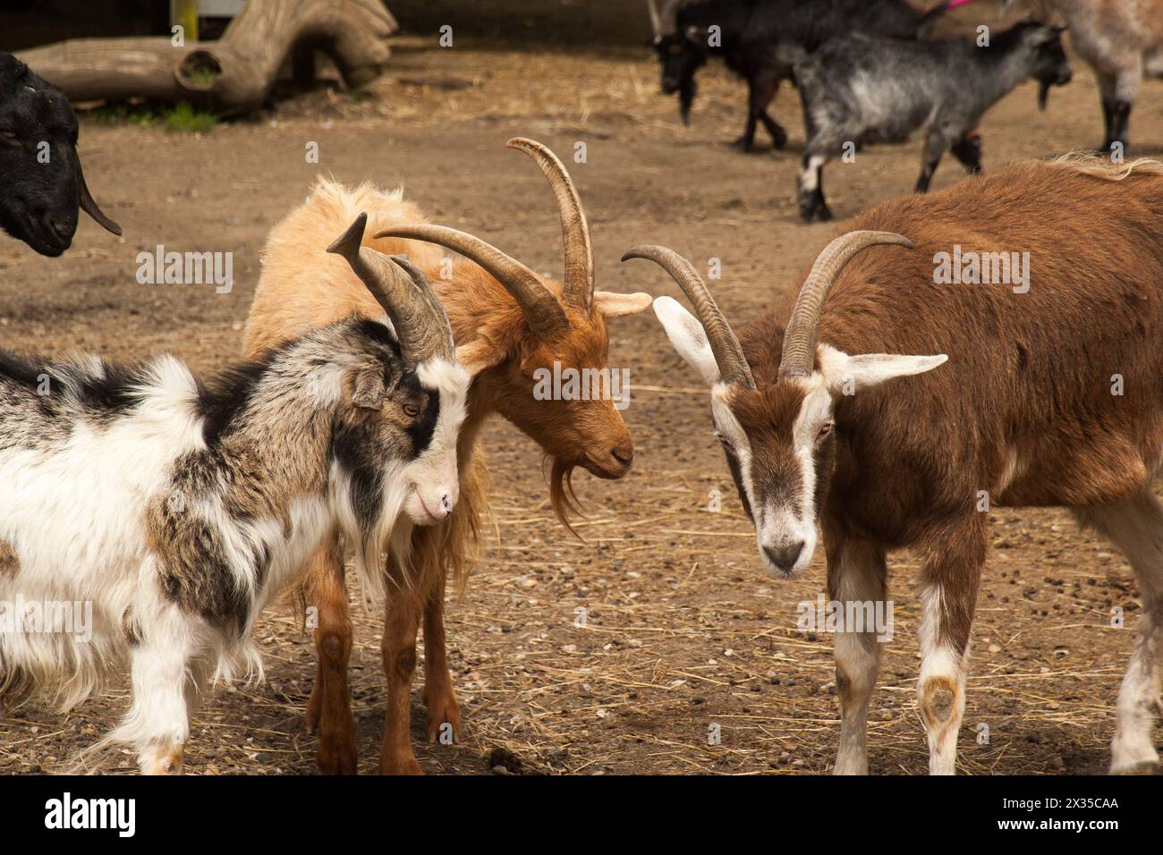 Goats locking horns hi-res stock photography and images - Alamy