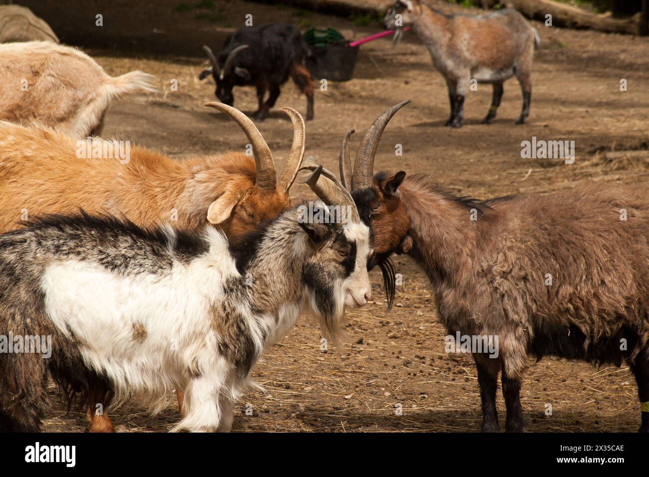 Goats locking horns hi-res stock photography and images - Alamy