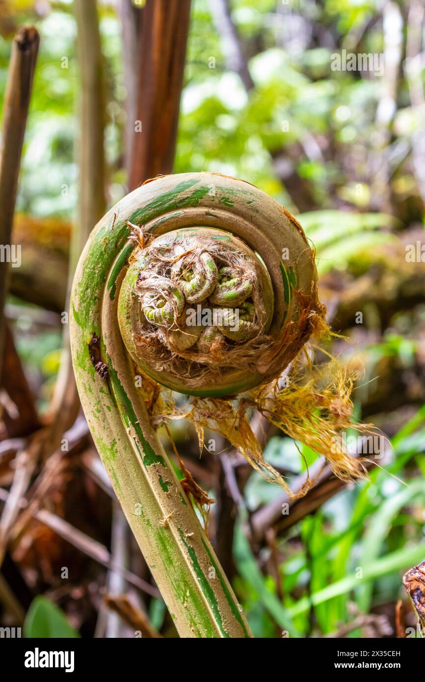Hapuu fern hi-res stock photography and images - Alamy