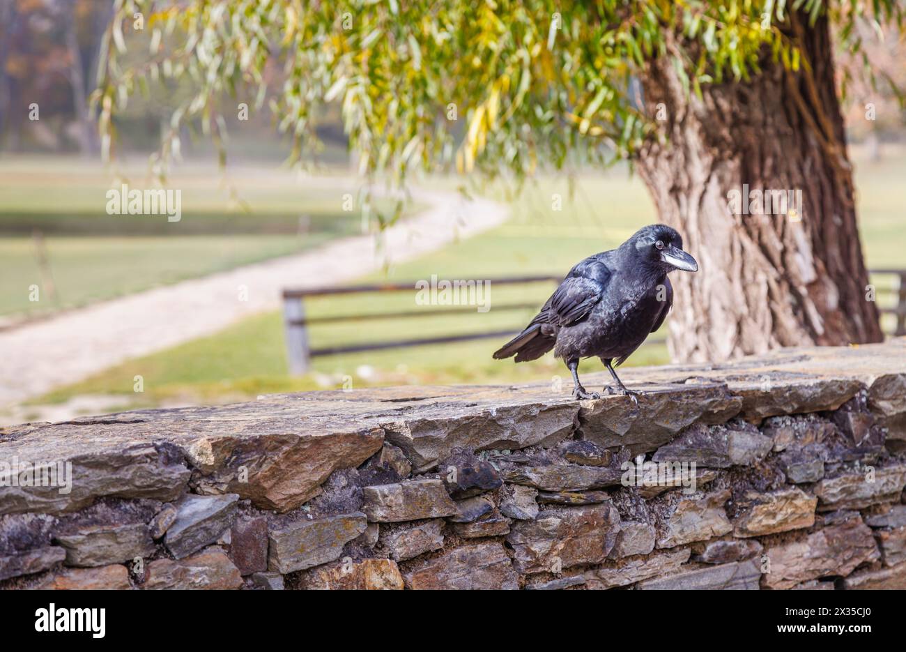 A Large-billed Crow (Corvus macrorhynchos) with glossy plumage perching ...