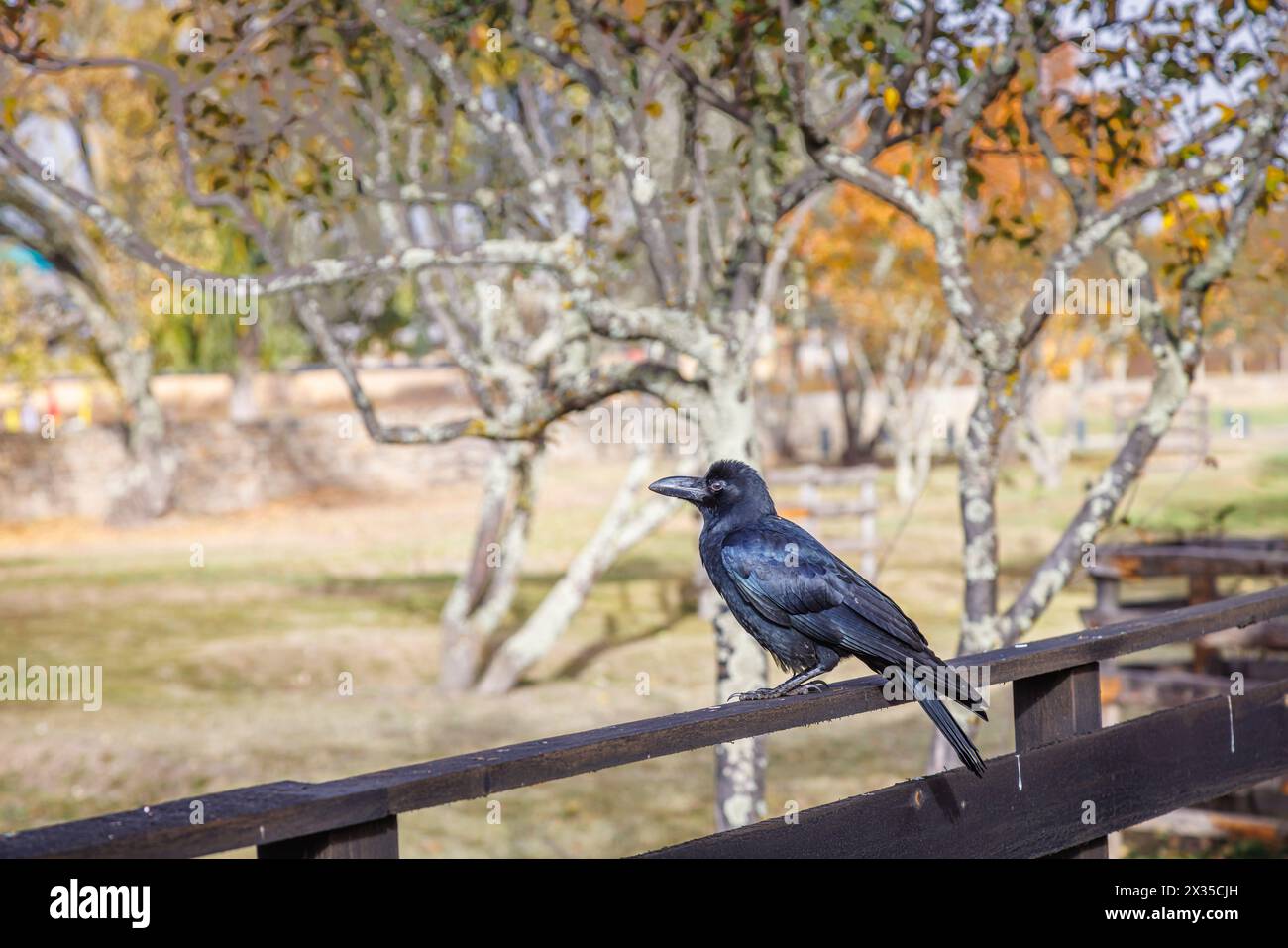 A glossy Large-billed Crow (Corvus macrorhynchos) perching on a post ...