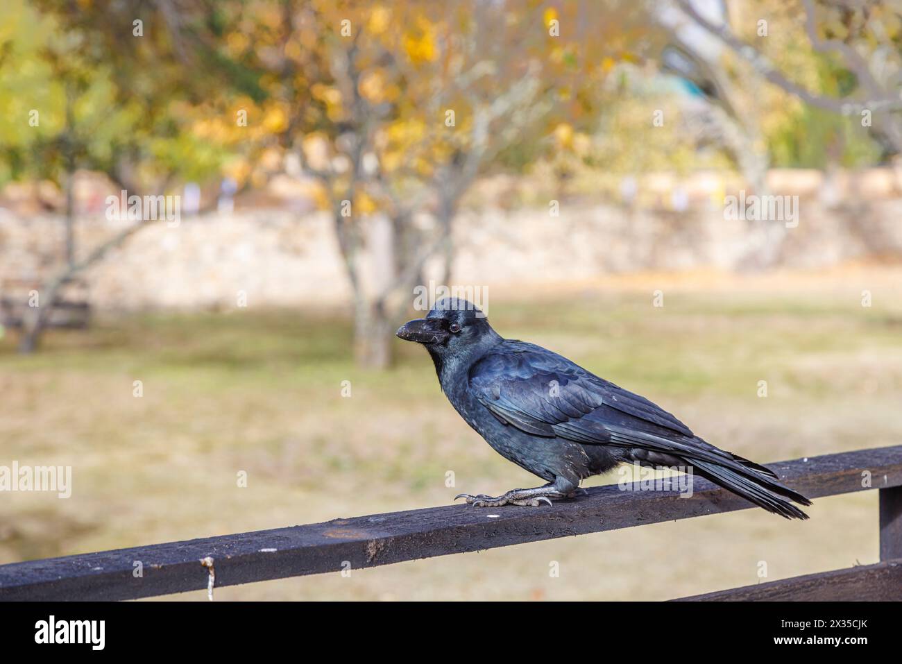 A glossy Large-billed Crow (Corvus macrorhynchos) perching on a post ...