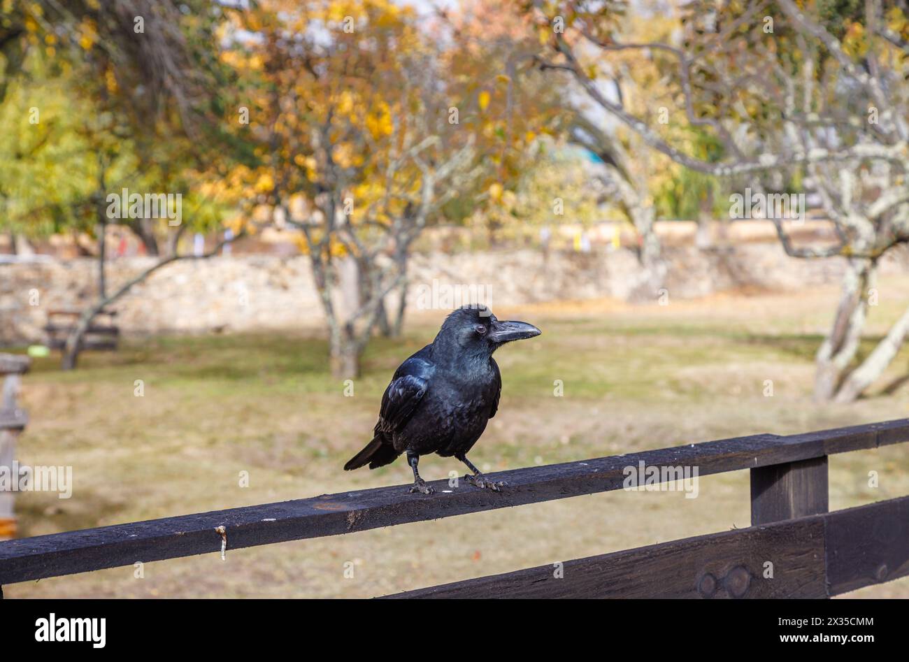 A glossy Large-billed Crow (Corvus macrorhynchos) perching on a post ...