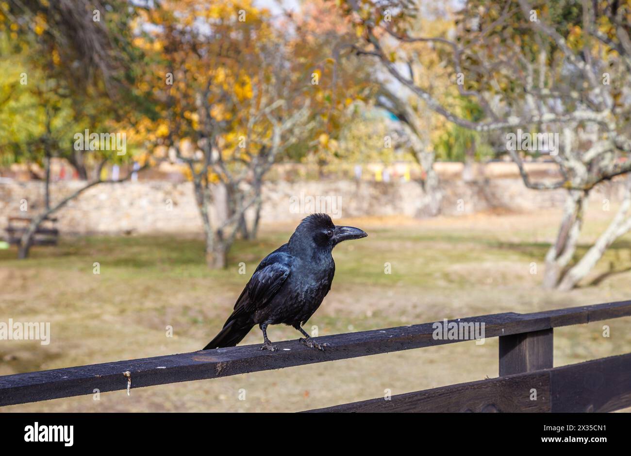 A glossy Large-billed Crow (Corvus macrorhynchos) perching on a post ...