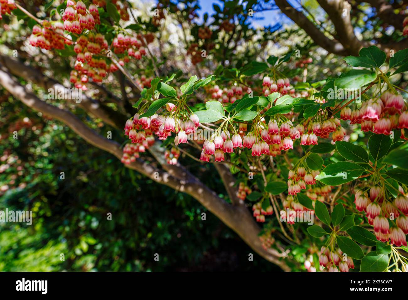 Creamy red veined bell-shape spring flowers of Redvein enkianthus ...