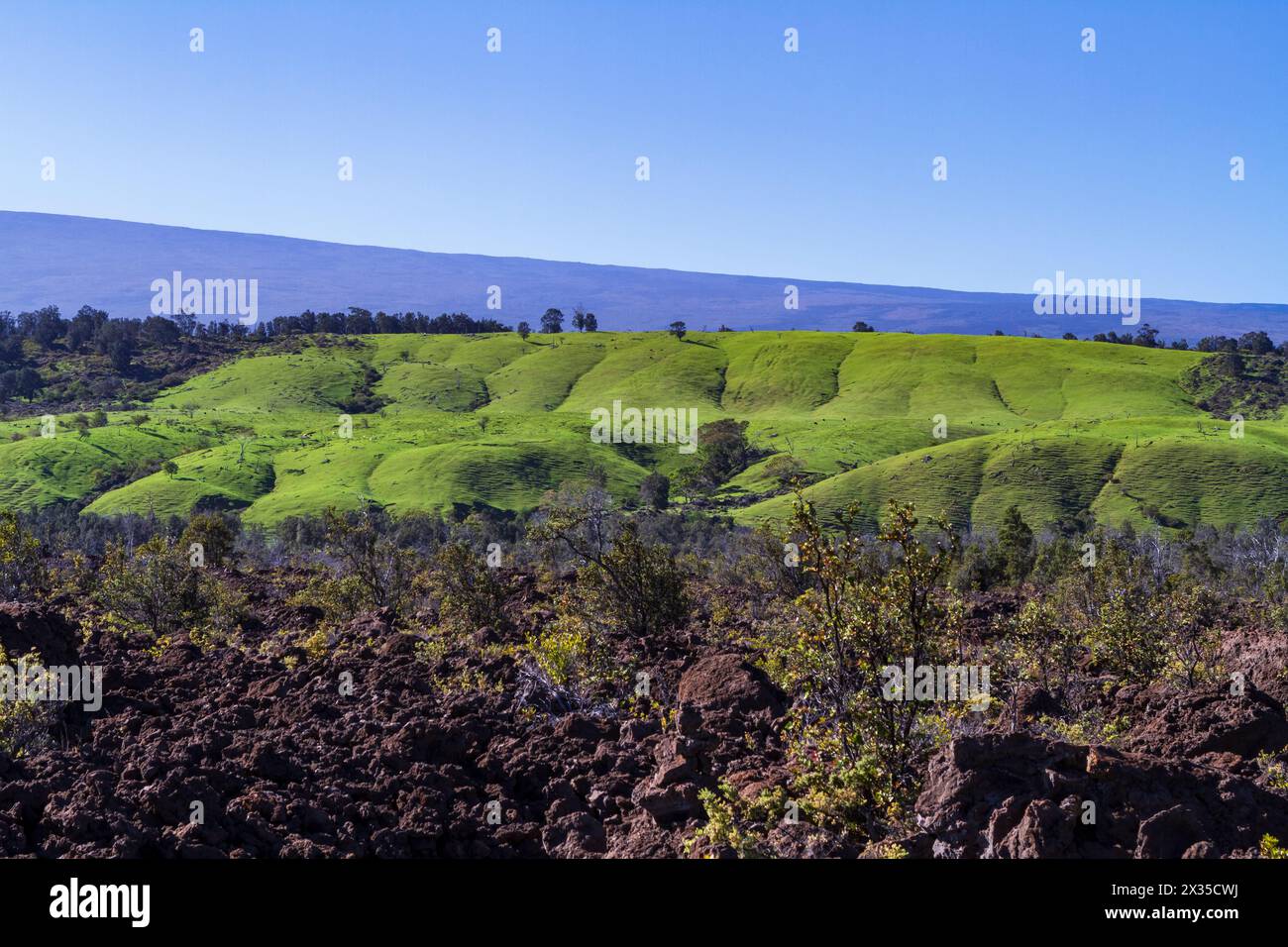 Old lava flow with rolling green hills providing pasture for grazing ...