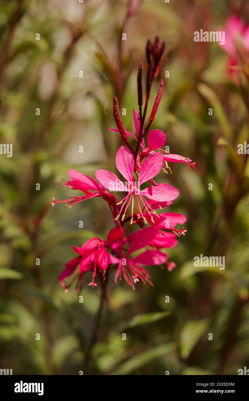 Gaura lindheimeri gaudi rose hi-res stock photography and images - Alamy