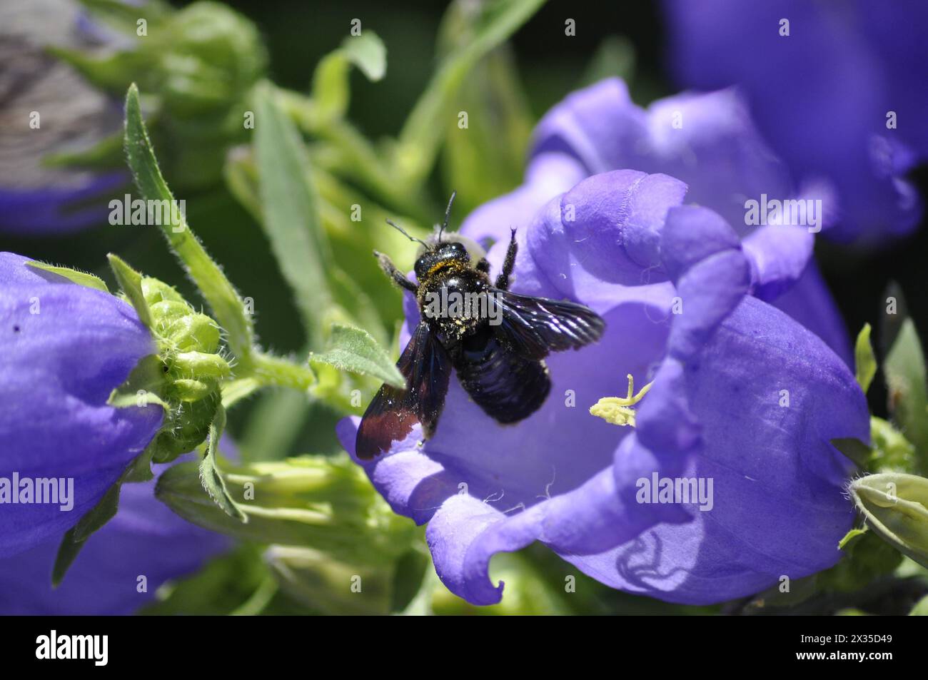 Dark blue dark bee hi-res stock photography and images - Alamy