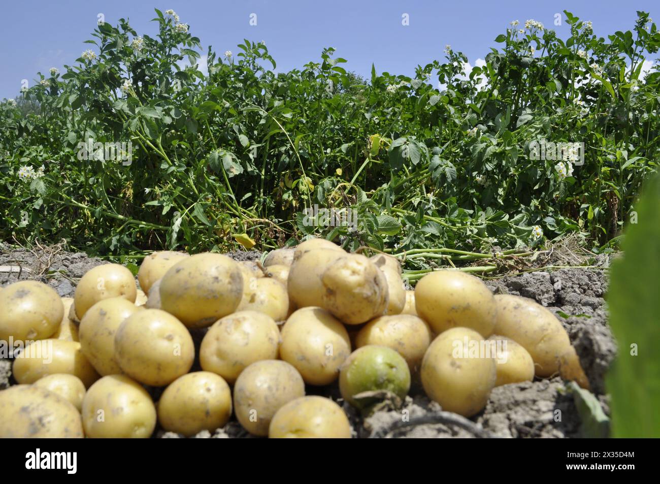 Fresh potatoes from the ground hi-res stock photography and images - Alamy