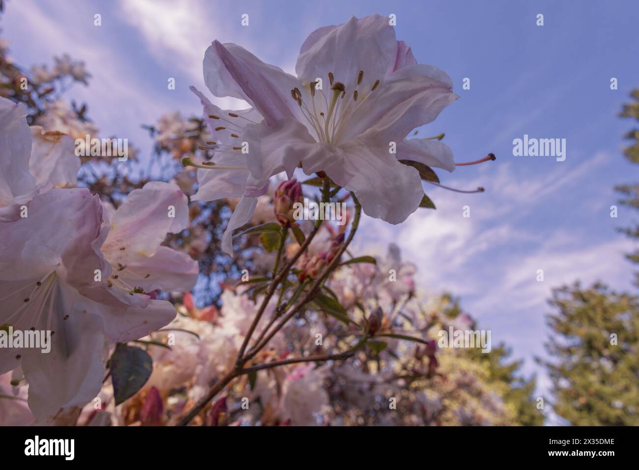 Azaleas in Golden Gate Park, San Francisco, California Stock Photo - Alamy