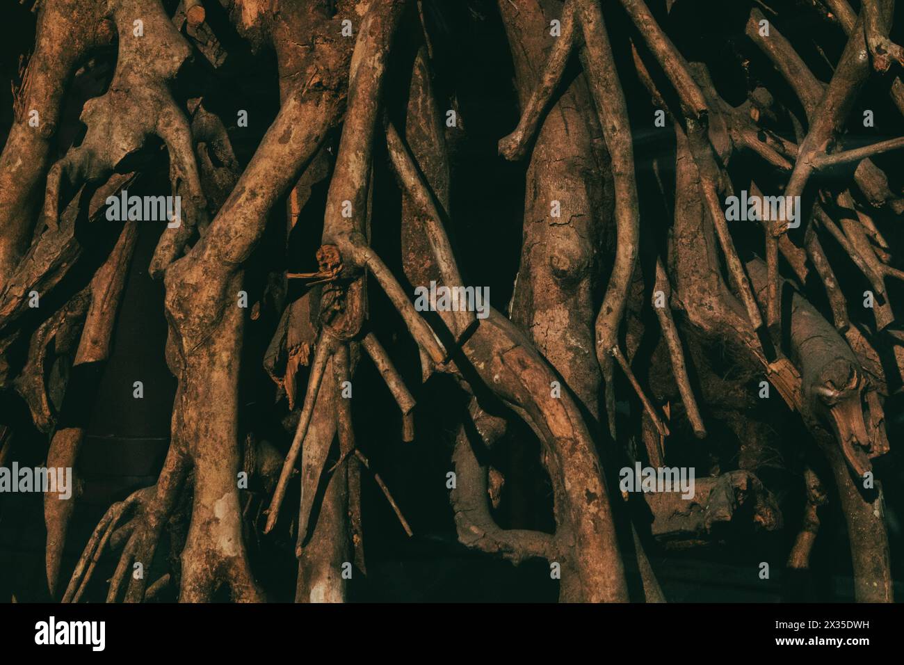 Mangrove tree bark hi-res stock photography and images - Alamy