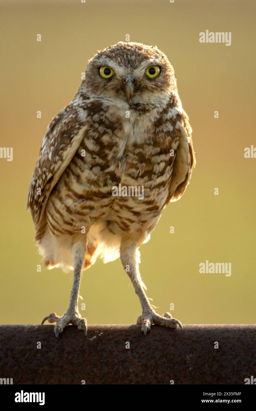 Shoco owl hi-res stock photography and images - Alamy