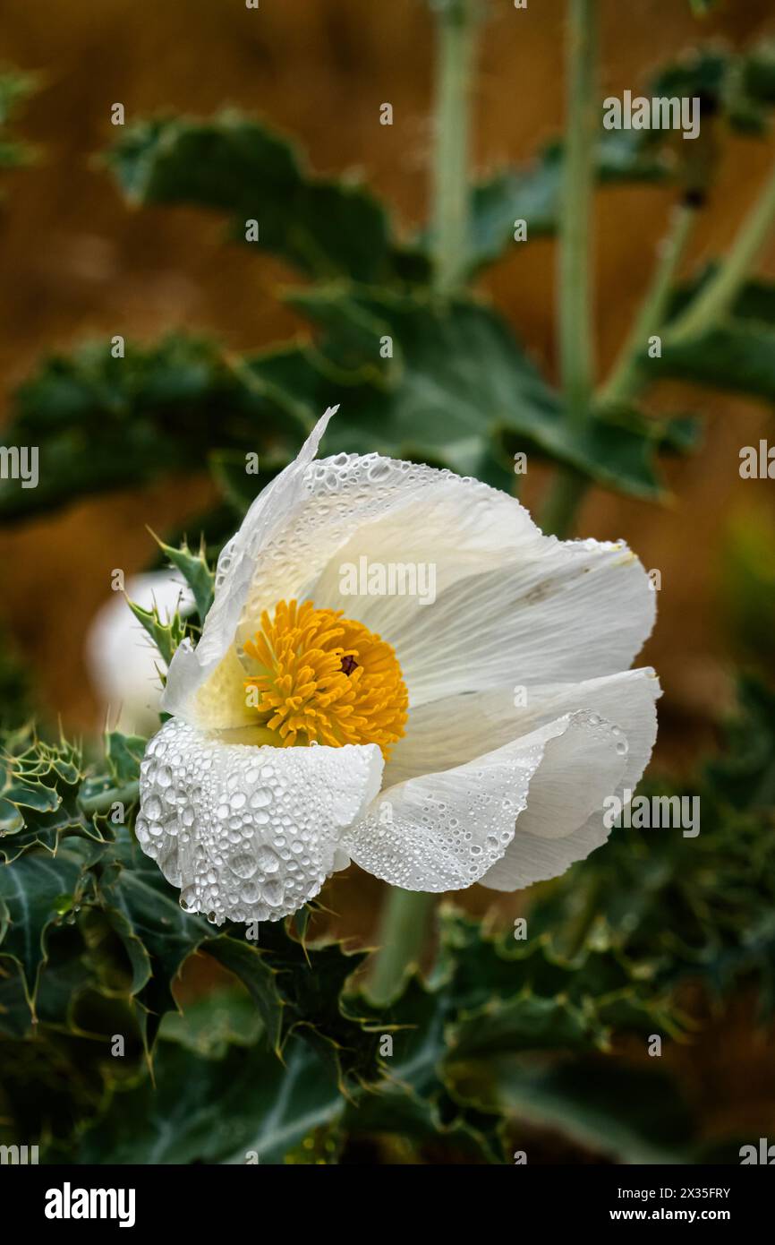 Prickly poppy argemone polyanthemos hi-res stock photography and images ...