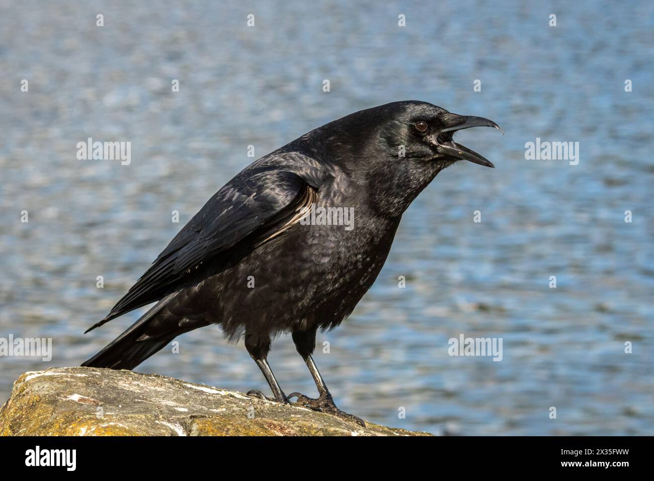 Caw caw hi-res stock photography and images - Alamy
