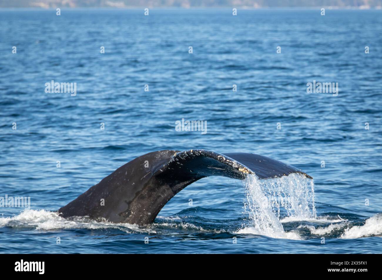 Humpback whale tail splashing hi-res stock photography and images - Alamy