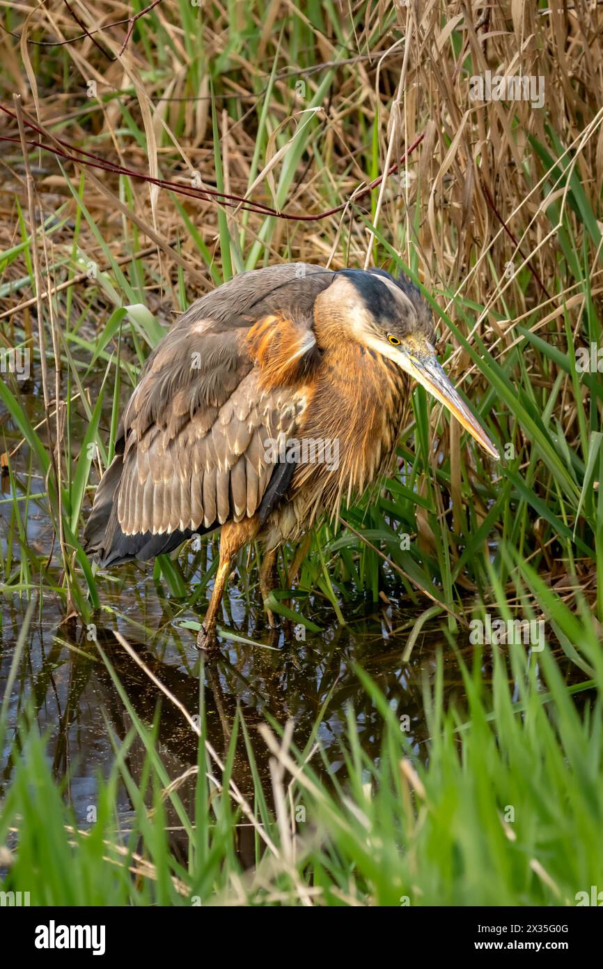Blue Heron wading in a swamp Stock Photo - Alamy