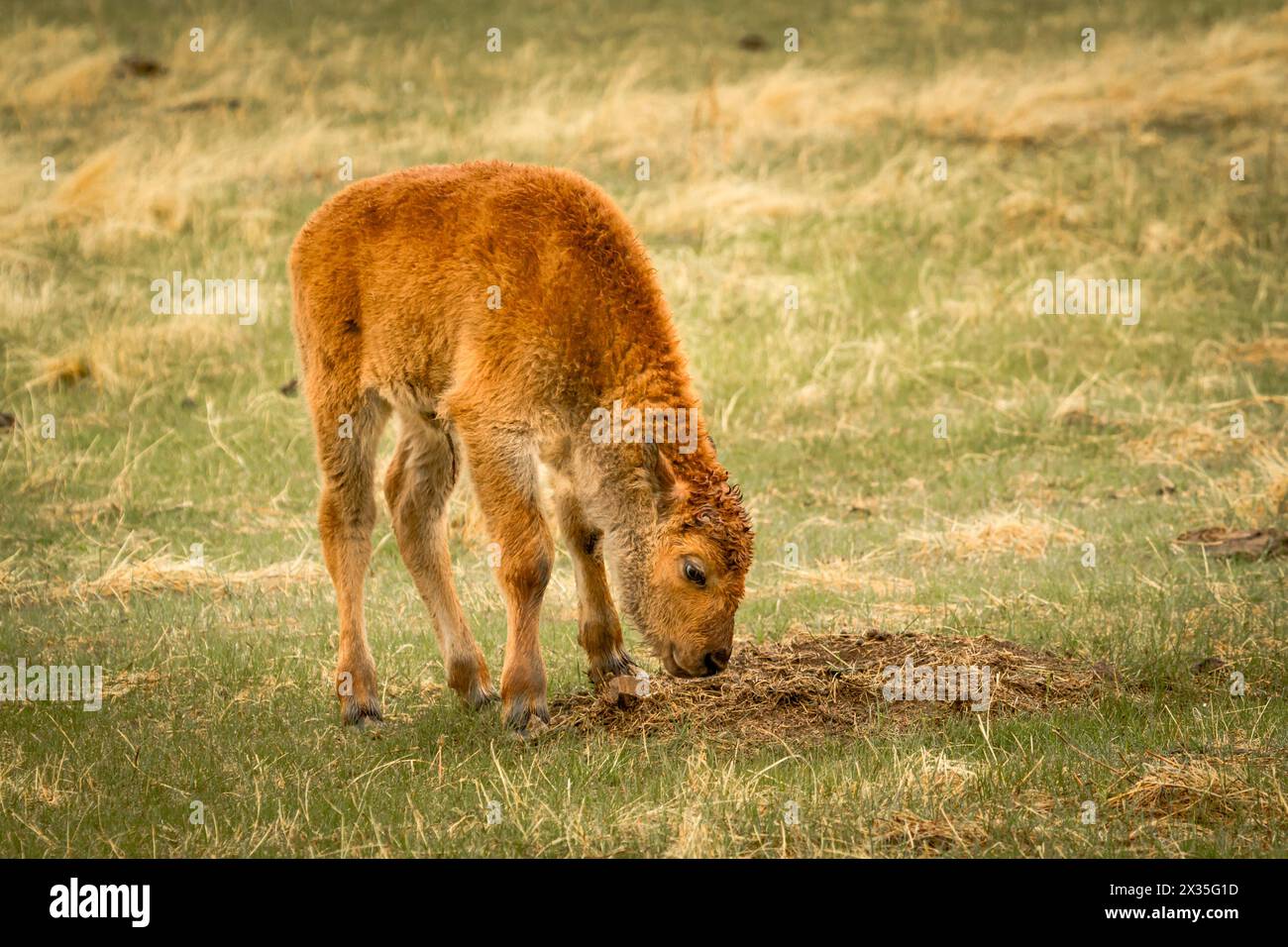 Newborn bison hi-res stock photography and images - Alamy