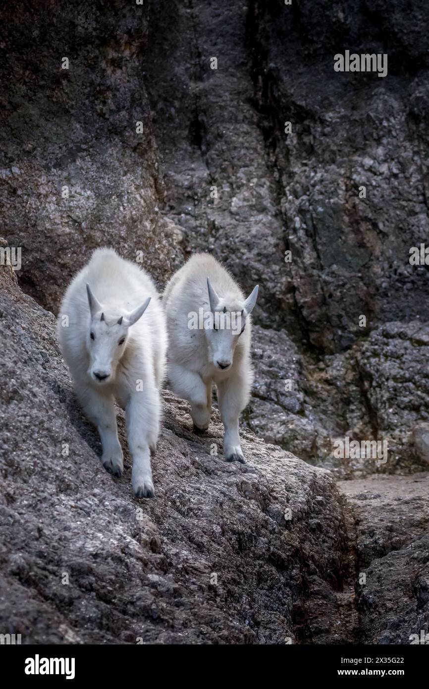 Two mountain goat hi-res stock photography and images - Alamy