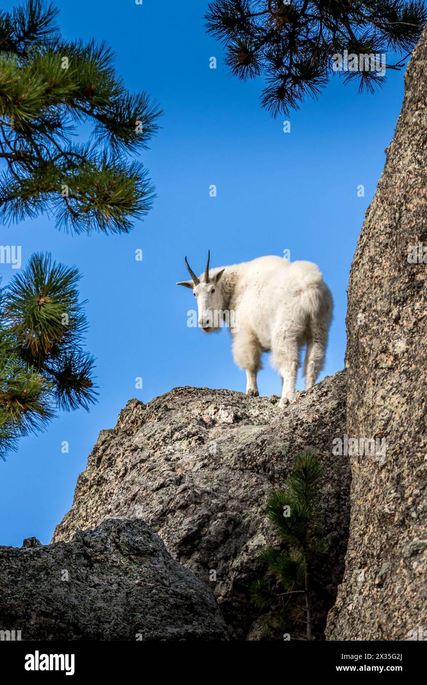 Mountain Goat standing on a Rock looking over shoulder Stock Photo - Alamy
