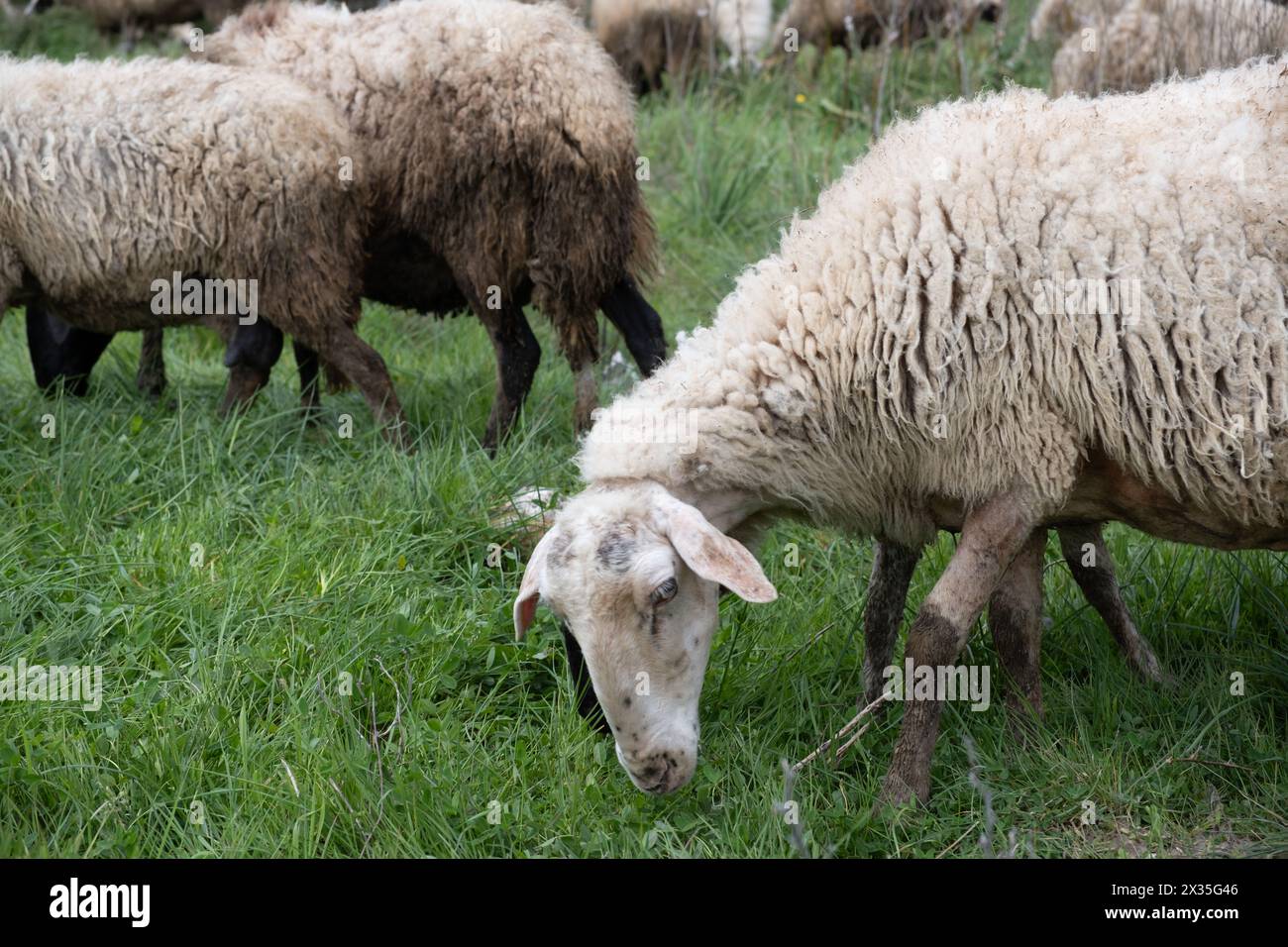 Sheep grazing mule ewe hi-res stock photography and images - Alamy
