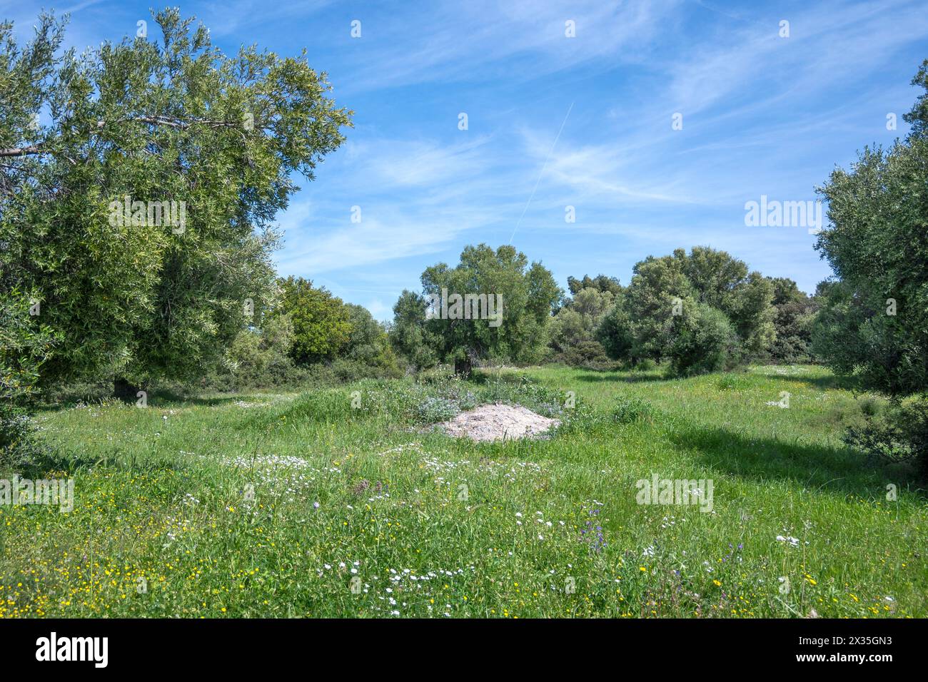 Olive groves at Sithonia coastline near Kastri Beach, Chalkidiki ...