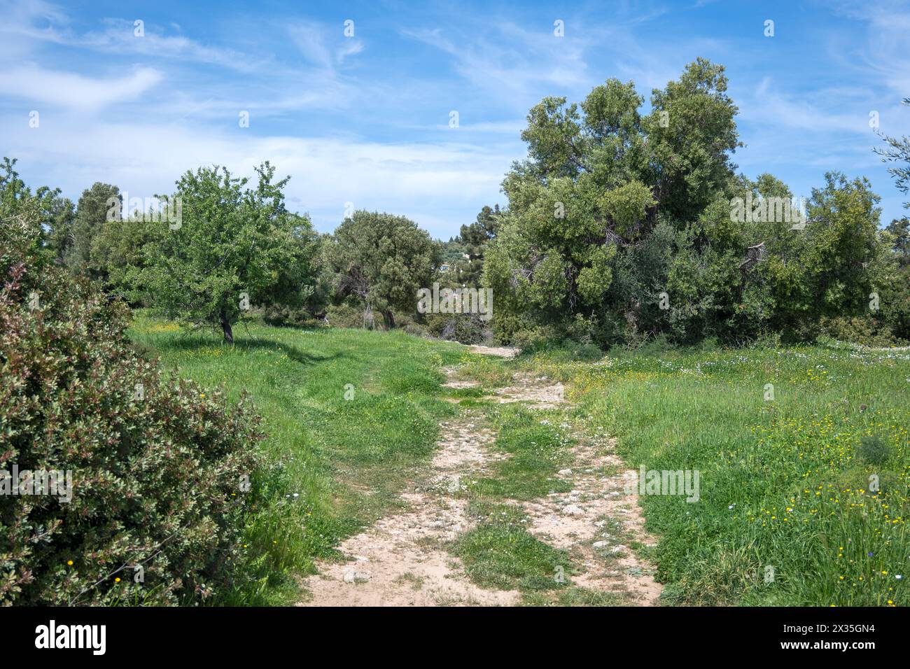 Olive groves at Sithonia coastline near Kastri Beach, Chalkidiki ...