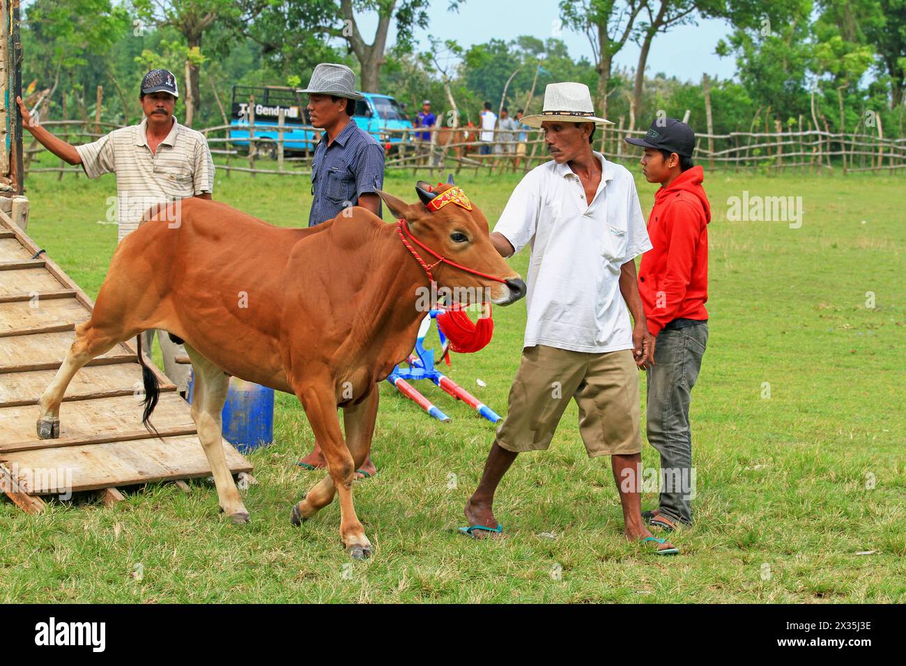 Karapan Sapi, the traditional bulls racing festival where young bulls ...