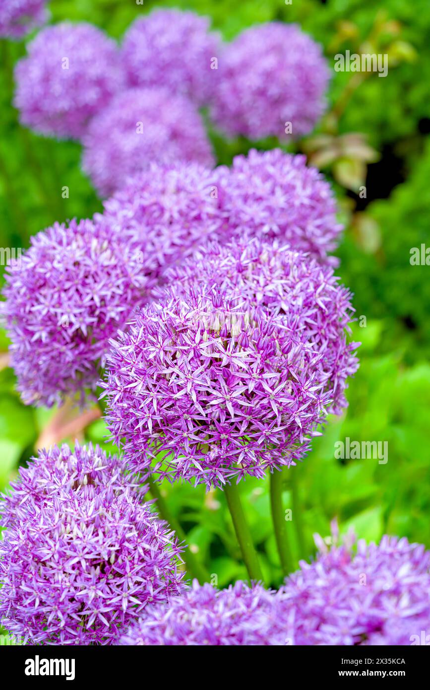 Giant globe alliums flowering in the summer garden Stock Photo - Alamy