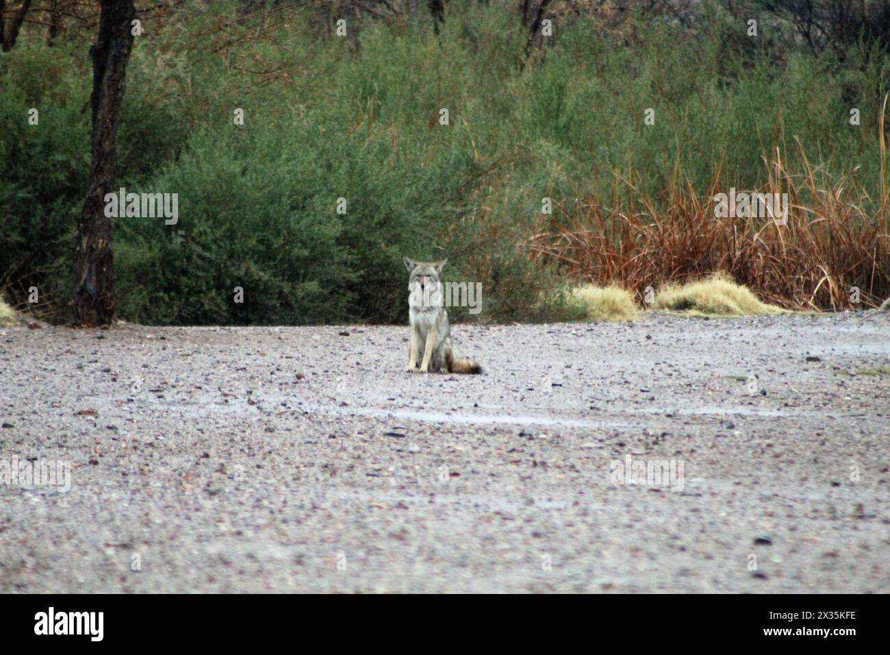 Coyote sitting, standing, alert, a lone desert predator Stock Photo - Alamy